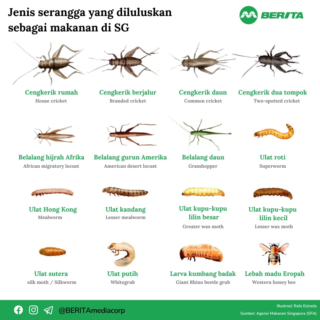 jelasBERITA: Apa yang perlu anda tahu sebelum makan serangga? - BERITA ...